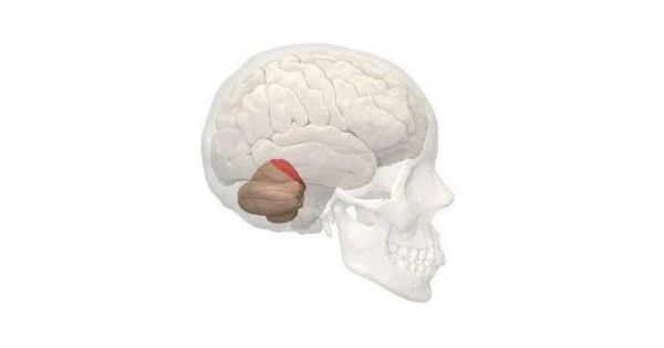 Beyincik Nedir Ne İşe Yarar Nerede Bulunur » Mavi Kadın