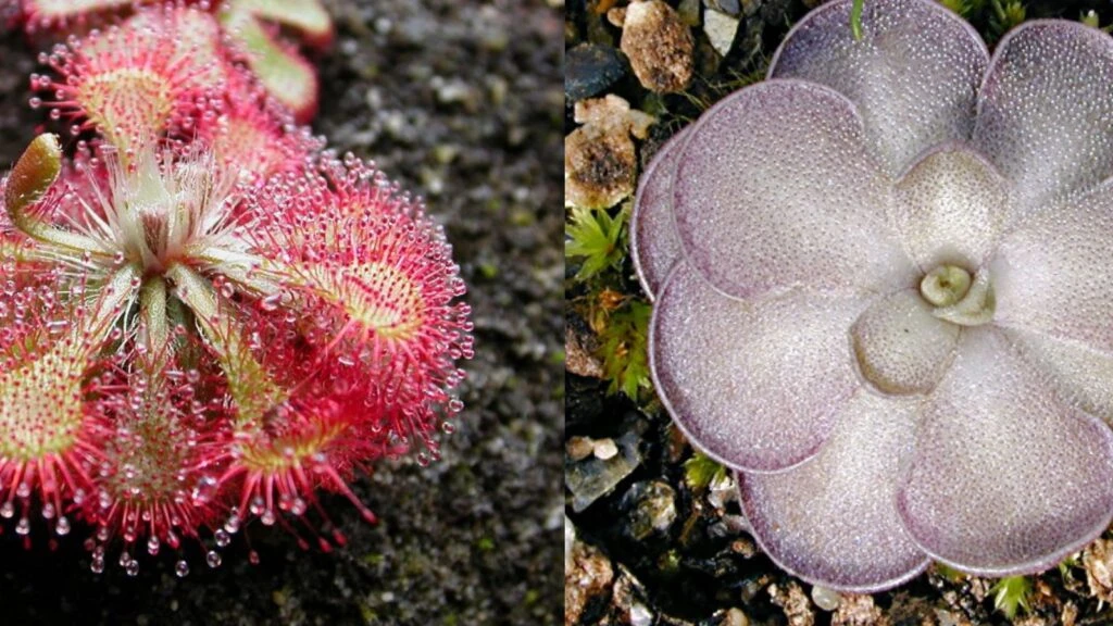 Ev için en uygun etobur bitkiler: Dekorasyona egzotik hava katan 5 ...