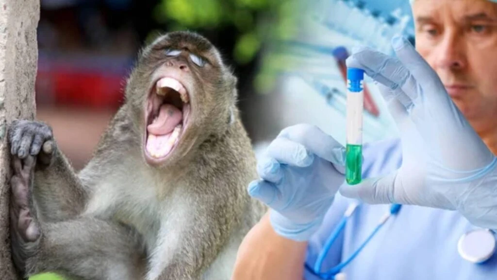 Maymun Çiçeği Türkiye'de var mı? Maymun Çiçeğinin belirtileri, tedavisi ...