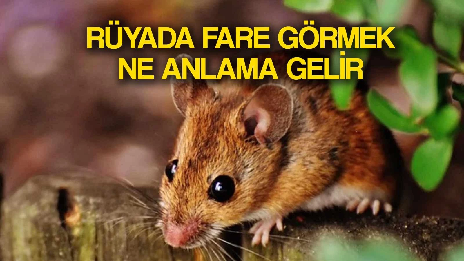 Rüyada fare görmek ne demek? Rüyada fare kovalamak, ölü fare, büyük ...