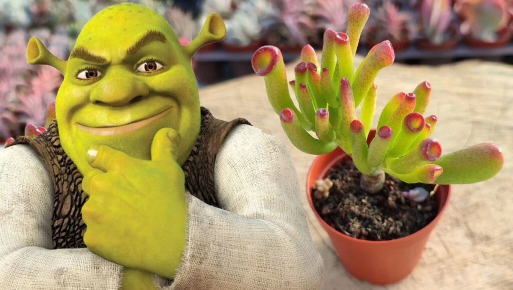 Shrek kulağı sukulent bakımı nasıl yapılır? Shrek kulağı nasıl ...