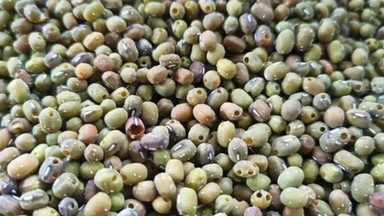 Tadı buruk, şifası büyük tam bir ecza deposu: Murt meyvesi faydalarıyla ...