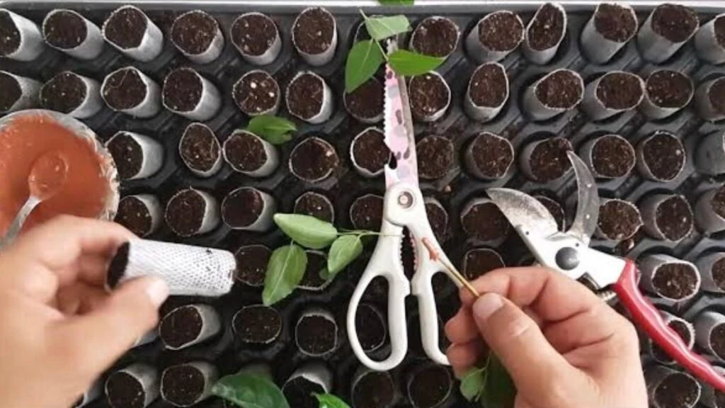 Yiyen et sanıyor ama onun adı hünnap! İşte evde saksıda hünnap ...