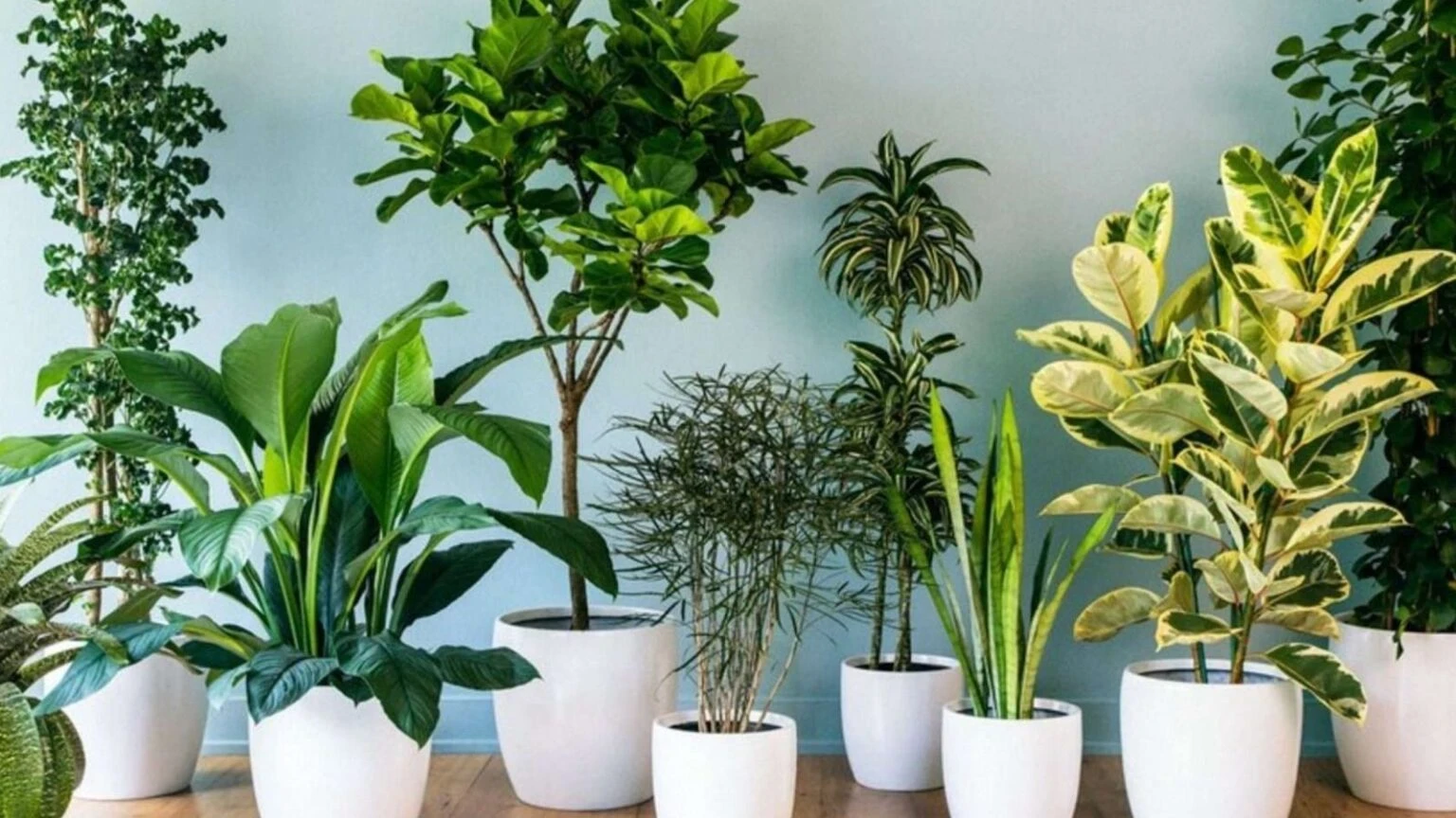 Evde acilen bulundurulması gereken çiçekler! Hem sağlığı hem bereketi ...