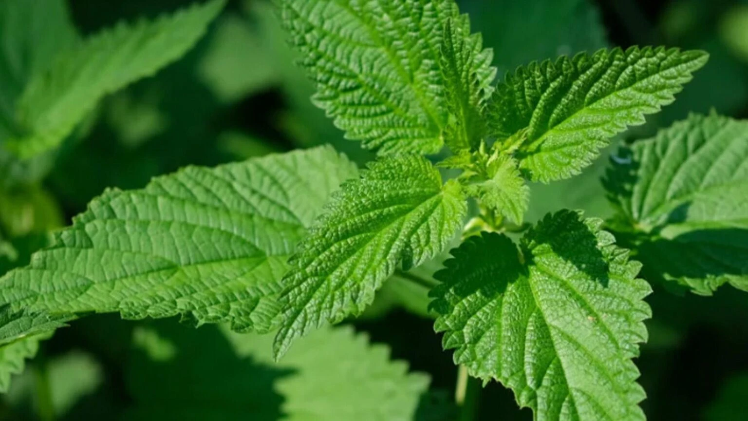 İbrahim Saraçoğlu’nun favori besini! Dalağan otunu mutlaka tüketin ...