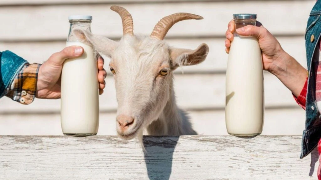 İnek sütü mü, keçi sütü mü? İnek sütü ve keçi sütü arasındaki fark ne ...
