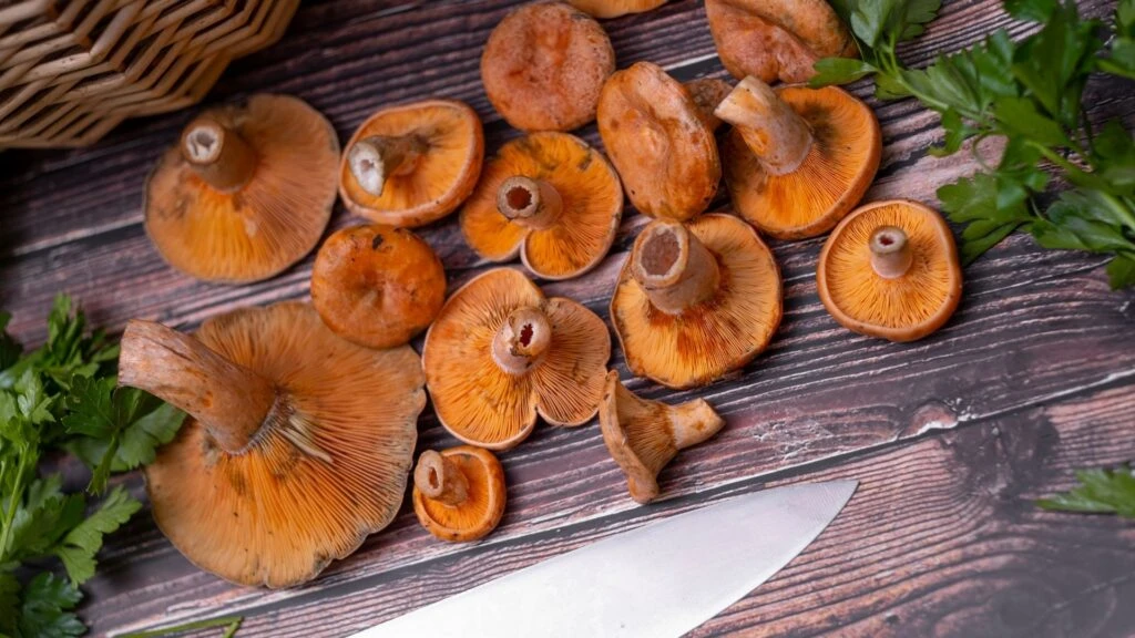 Kanlıca mantarı nasıl yenir? Kanlıca mantarı ile birbirinden güzel ...